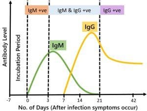 Difference Between IgM and IgG (with Comparison Chart) - Bio Differences