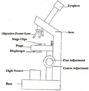 Difference Between Light Microscope and Electron Microscope (with ...