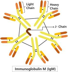 Difference Between IgM and IgG (with Comparison Chart) - Bio Differences