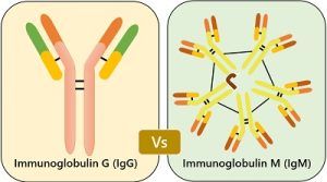 Difference Between IgM and IgG (with Comparison Chart) - Bio Differences