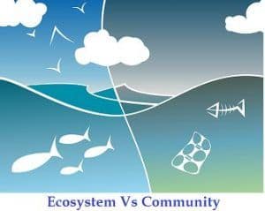 Difference Between Ecosystem and Community (with Comparison Chart ...