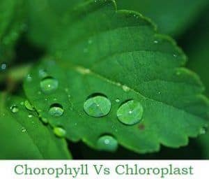 Difference Between Chlorophyll and Chloroplast (with Comparison Chart ...