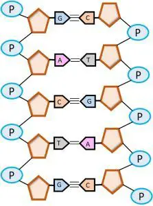 Difference Between Deoxyribonucleic (DNA) and Ribonucleic acid (RNA ...