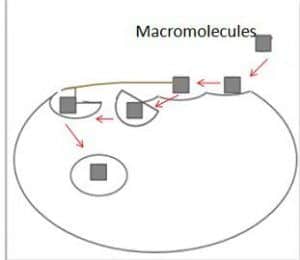 Difference Between Pinocytosis and Phagocytosis (with Comparison Chart ...