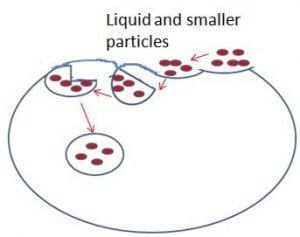 Difference Between Pinocytosis and Phagocytosis (with Comparison Chart ...