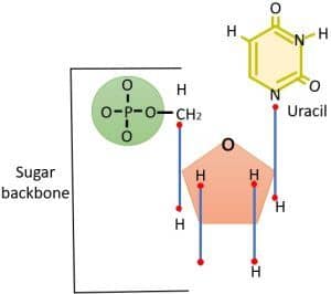 Difference Between Deoxyribonucleic (DNA) and Ribonucleic acid (RNA ...