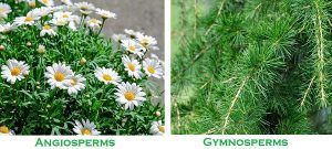 Difference Between Angiosperms and Gymnosperms (with Comparison Chart ...