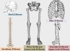 Difference Between Bones and Cartilage (with Comparison Chart) - Bio Differences