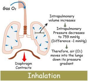 Difference Between Inhalation and Exhalation (with Comparison Chart ...