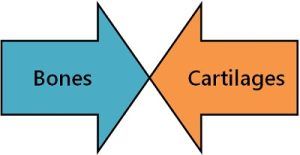 Difference Between Bones and Cartilage (with Comparison Chart) - Bio Differences