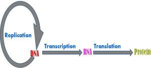Difference Between Replication and Transcription (with Comparison Chart ...
