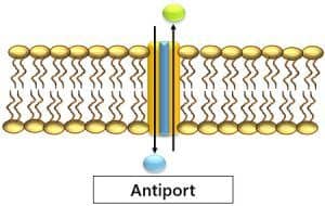 Difference Between Osmosis and Diffusion (with Comparison Chart) - Bio ...