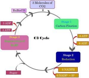 Difference Between C3, C4 and CAM pathway (with Comparison Chart) - Bio ...