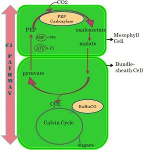 Difference Between C3, C4 and CAM pathway (with Comparison Chart) - Bio ...