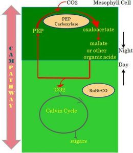 Difference Between C3, C4 and CAM pathway (with Comparison Chart) - Bio ...
