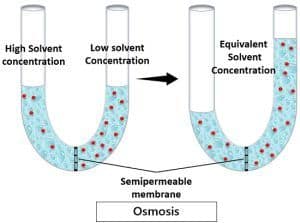 Difference Between Osmosis and Diffusion (with Comparison Chart) - Bio ...