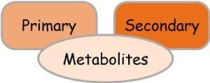 Difference Between Primary Metabolites and Secondary Metabolites (with ...
