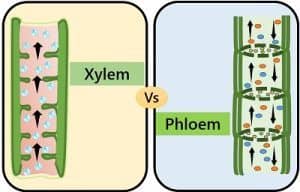 Difference Between Xylem and Phloem (with Comparison Chart and ...