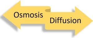 Difference Between Osmosis and Diffusion (with Comparison Chart) - Bio ...