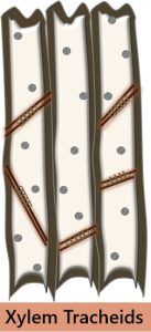 Difference Between Xylem and Phloem (with Comparison Chart and ...