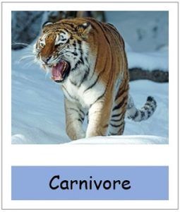 Difference Between Abiotic and Biotic Factors (with Comparison Chart ...