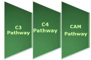 Difference Between C3, C4 and CAM pathway (with Comparison Chart) - Bio Differences