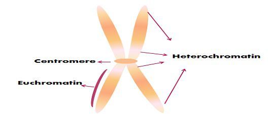 Difference Between Heterochromatin and Euchromatin (with Comparison ... Difference Between Heterochromatin and Euchromatin (with Comparison ...