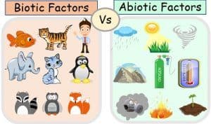 Difference Between Abiotic and Biotic Factors (with Comparison Chart) - Bio Differences