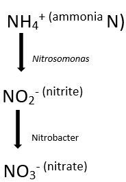 Difference Between Nitrification and Denitrification (with Comparison ...