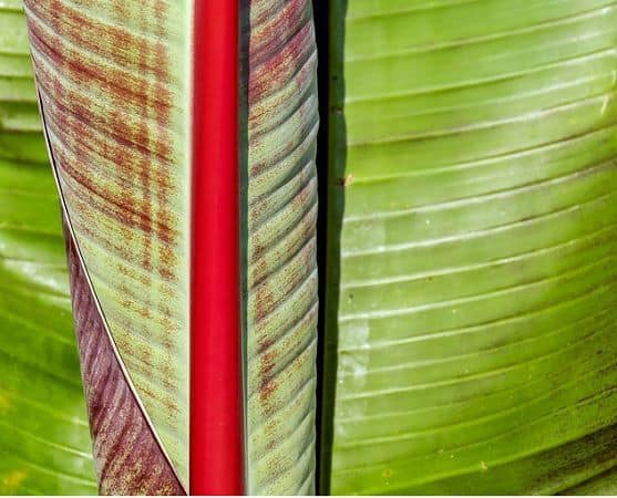 Difference Between Parallel And Reticulate Venation with Comparison 