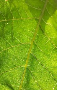 Difference Between Parallel and Reticulate Venation (with Comparison ...