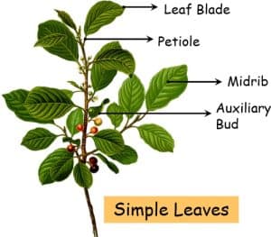 Difference Between Simple and Compound Leaves (with Comparison Chart ...