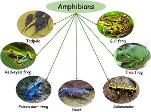 Difference Between Amphibians and Reptiles (with Comparison Chart and ...