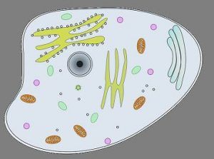 Difference Between Cytoplasm and Protoplasm (with Comparison Chart ...