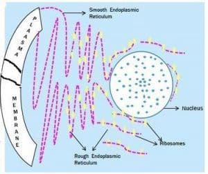 Difference Between Smooth and Rough Endoplasmic Reticulum (with ...
