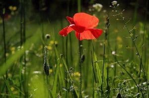 Difference Between Flora and Fauna (with Comparison Chart and ...