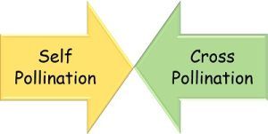 Difference Between Self-Pollination and Cross-Pollination (with ...