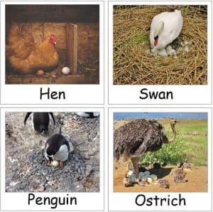 Difference Between Oviparous and Viviparous Animals (with Comparison ...