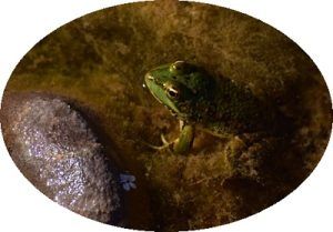 Difference Between Hiberantion and Aestivation (Estivation) (with ...