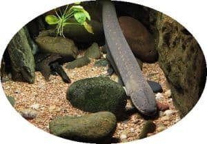 Difference Between Hiberantion and Aestivation (Estivation) (with ...