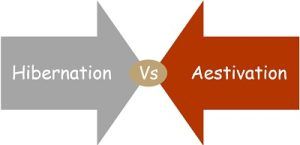 Difference Between Hiberantion and Aestivation (Estivation) (with ...