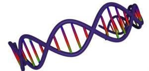 Difference Between Point and Frameshift Mutations (with Comparison ...