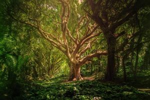 Difference Between Plants and Trees (with Comparison Chart and ...