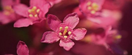 Difference Between Carpel and Pistil (with Comparison Chart and ...