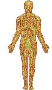 Difference Between Blood and Lymph (with Comparison Chart and ...