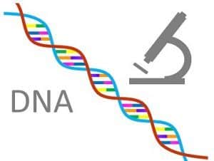 Difference Between Codon and Anticodon (with Comparison Chart) - Bio Differences