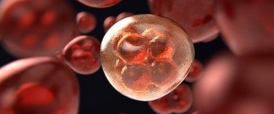 Difference Between Binary Fission and Budding (with Comparison Chart ...