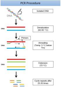 Difference Between PCR, RT-PCR and qPCR (with Procedure and Comparison Chart) - Bio Differences