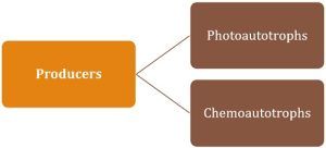 Difference Between Producers and Consumers (with Examples and ...