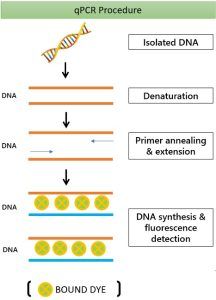 Difference Between PCR, RT-PCR and qPCR (with Procedure and Comparison ...